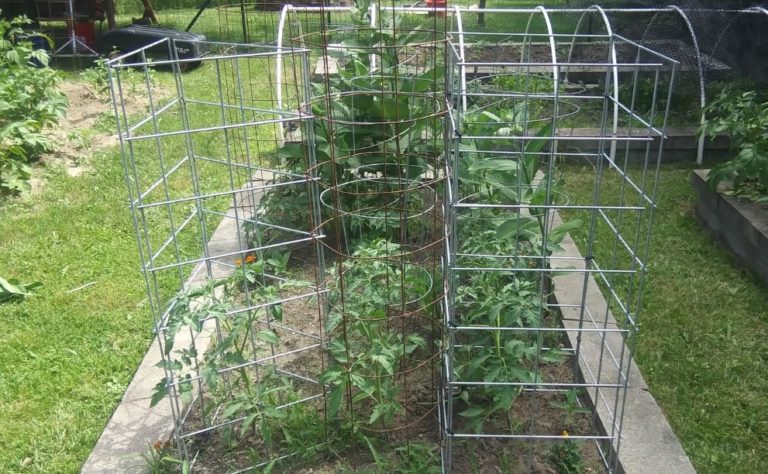 Cattle Panel Tomato Cage: Heavy Duty, Collapsible And Convenient DIY ...